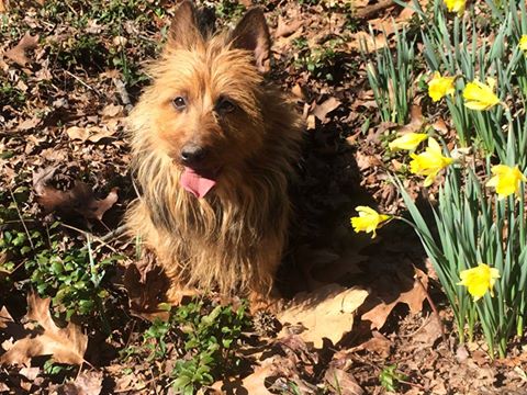 Redwing Australian Terriers | Home of top winning Australian terriers